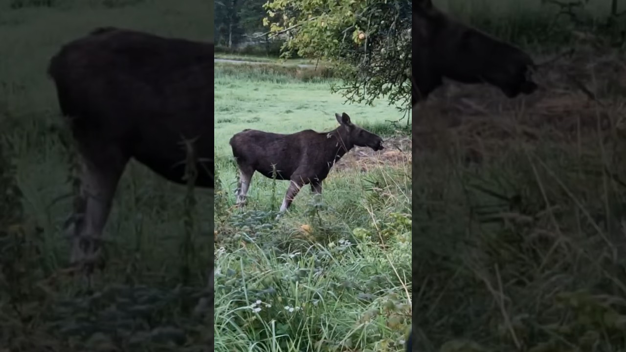 Norwegian Moose Eating Apples #norway #moose #apples #dinnertime - YouTube