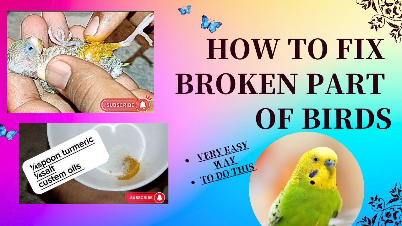 how to fix broken part of birds very useful video - YouTube