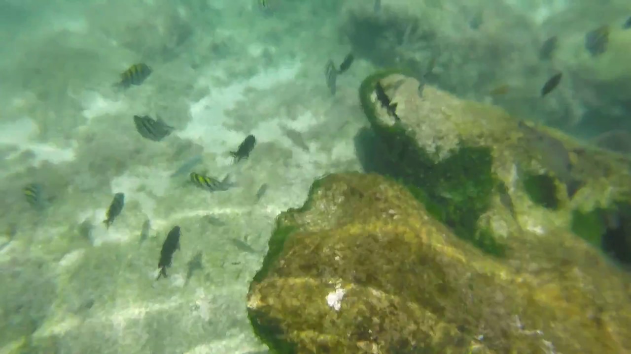 Experiencia en Xel-Ha, Qna. Roo, México - YouTube