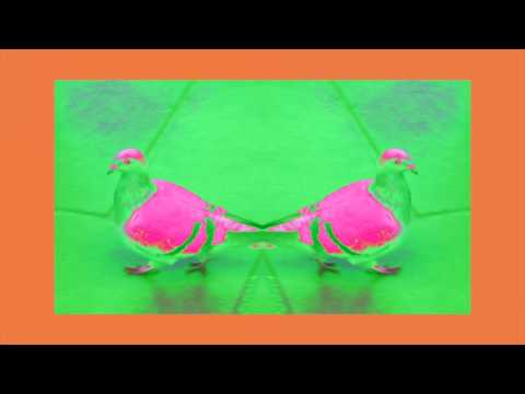 pigeon rave - YouTube