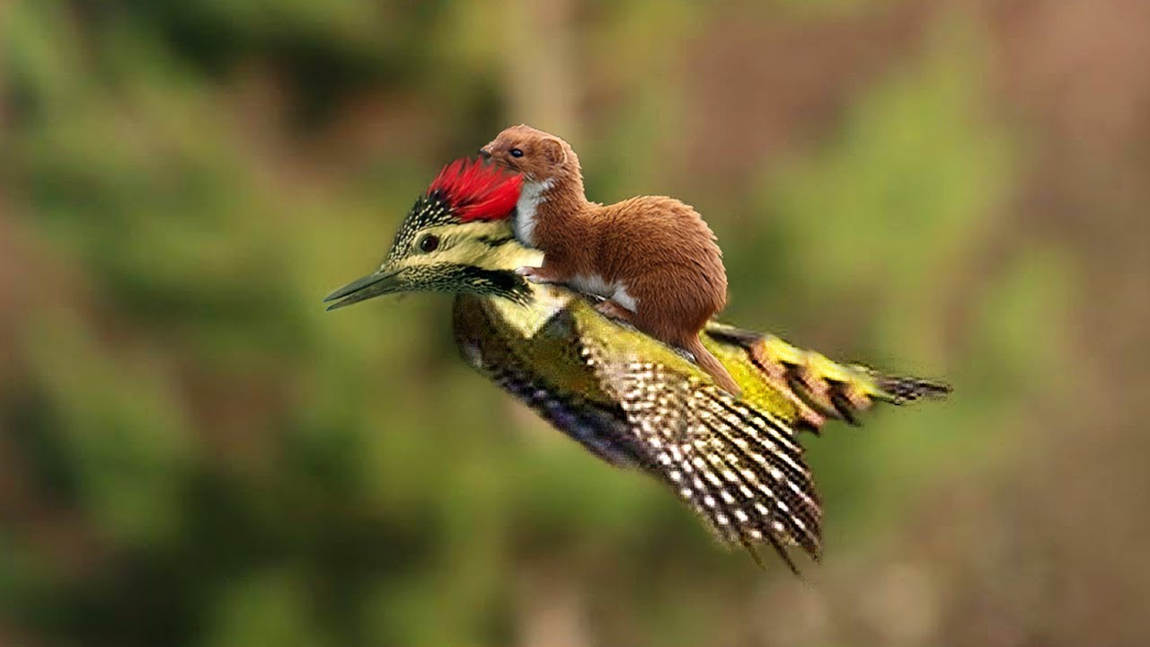 Animals RESCUING Other Animal Species! - YouTube