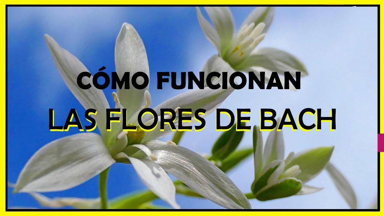 ⚡⚡ CÓMO FUNCIONAN LAS FLORES DE BACH ⚡⚡ #flores #floresdebach # ...
