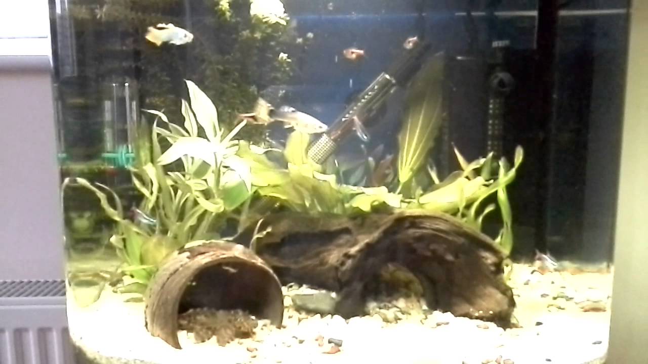 Interpet 48l fish tank aquarium - YouTube