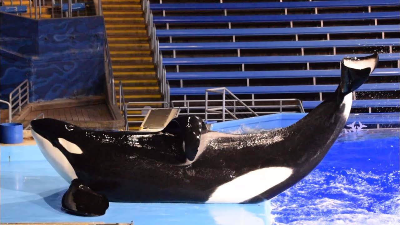 Tuar and Kyuquot during Orca Encounter at SeaWorld San Antonio November ...