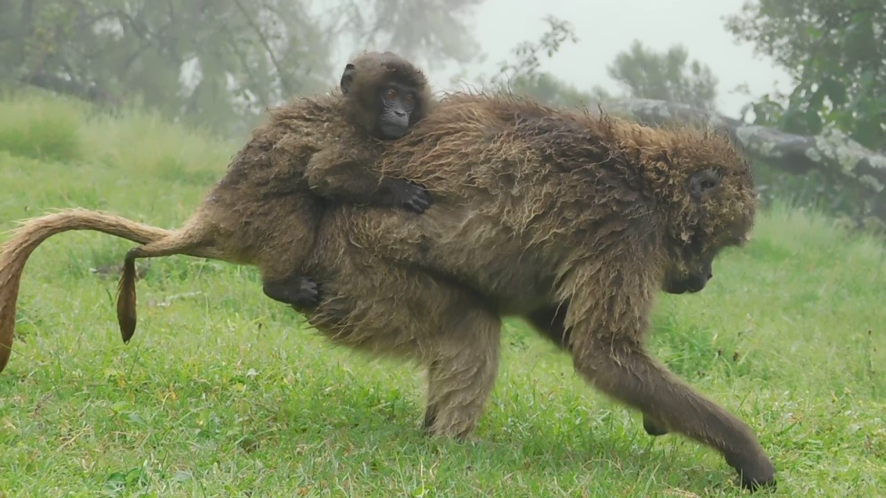 Mother and baby Gelada baboons (Theropithecus gelada) in the Simien ...