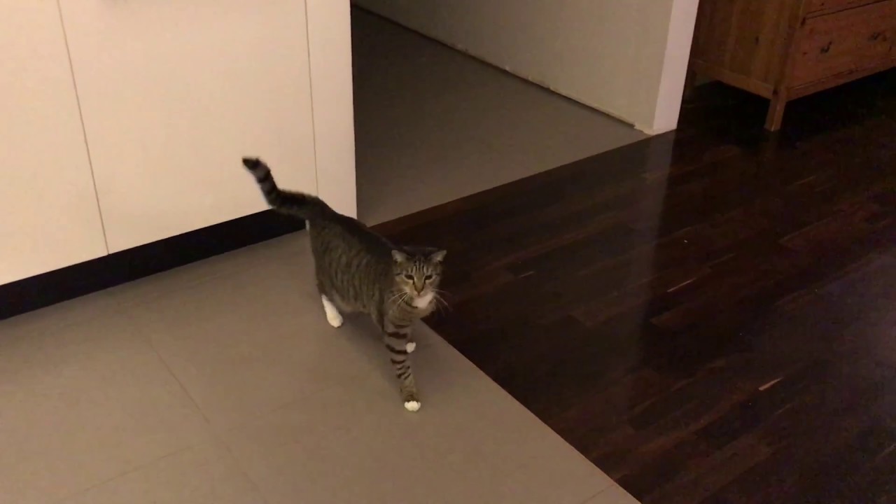 Best cat goalkeeper - YouTube