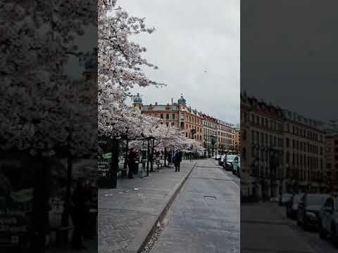 Beautiful Spring Season in Sweden - YouTube