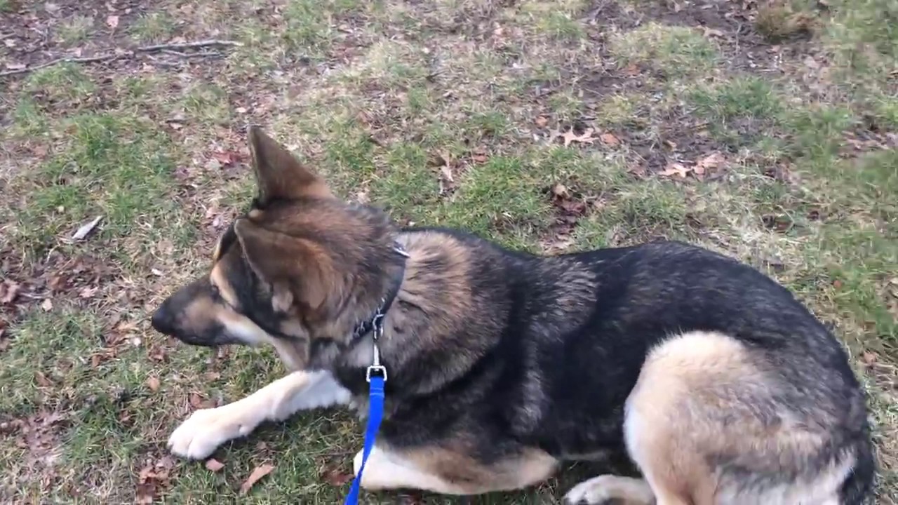 Training | Dog Training practicing some long line recall | Solid K9 ...
