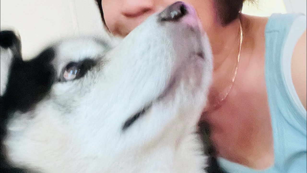 Best talking dog video 162.0 @wulfthehusky - YouTube