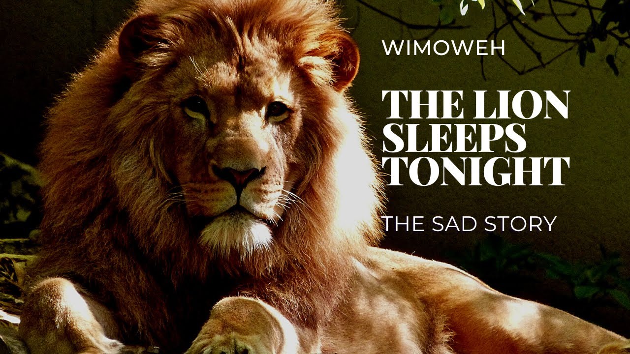 Wimoweh! The Lion Sleeps: The sad story - YouTube