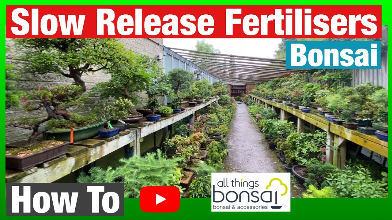 How To Feed Bonsai: Slow Release Fertiliser - YouTube