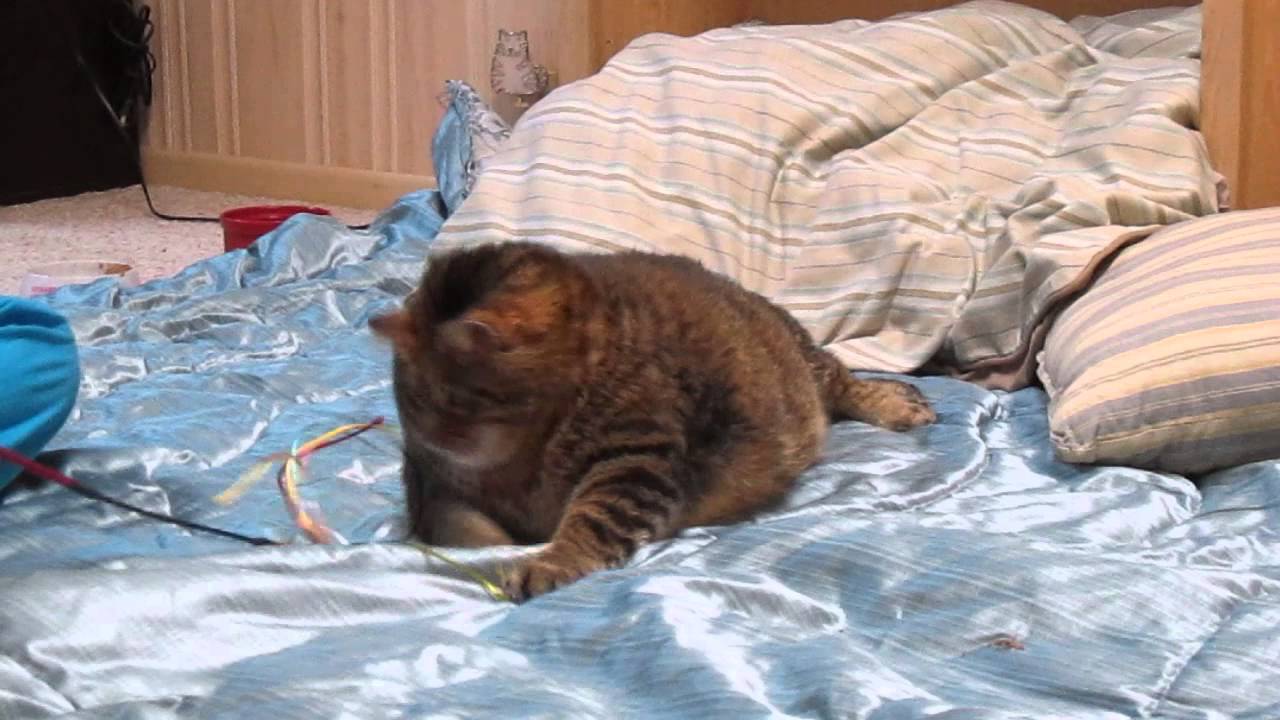 Tiger the tubby cat plays - YouTube