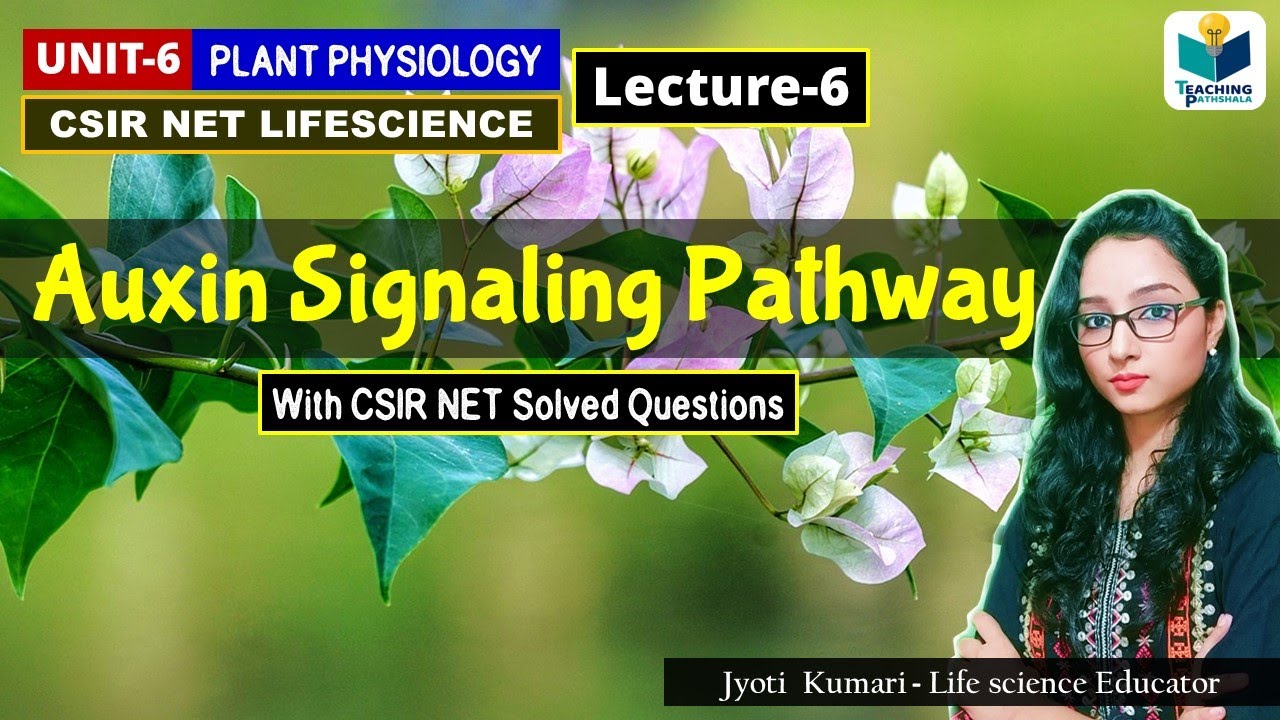 AUXIN SIGNALING PATHWAY | PHYTOHORMONE(PART-6) |CSIR NET|PLANT BIOLOGY ...