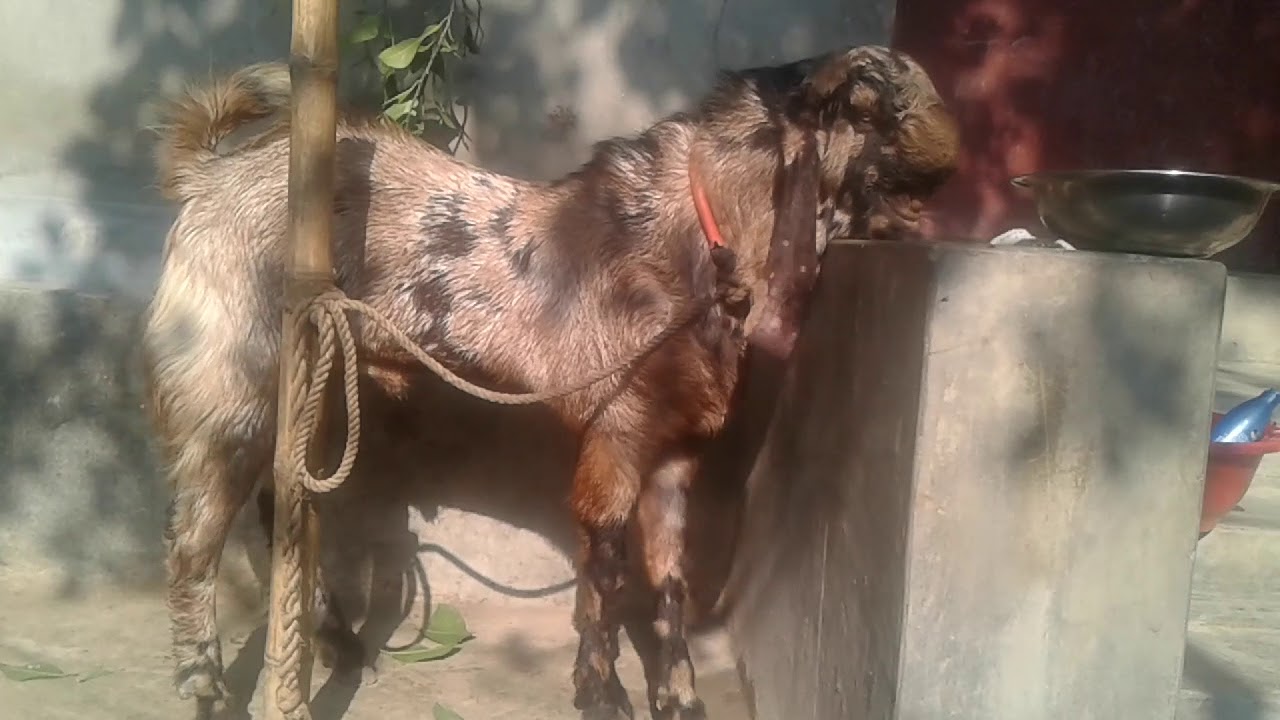 Totapuri patha bikroy hobe..no.01767453048 - YouTube