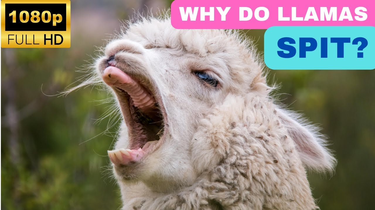 Why Do Llamas Spit? - YouTube