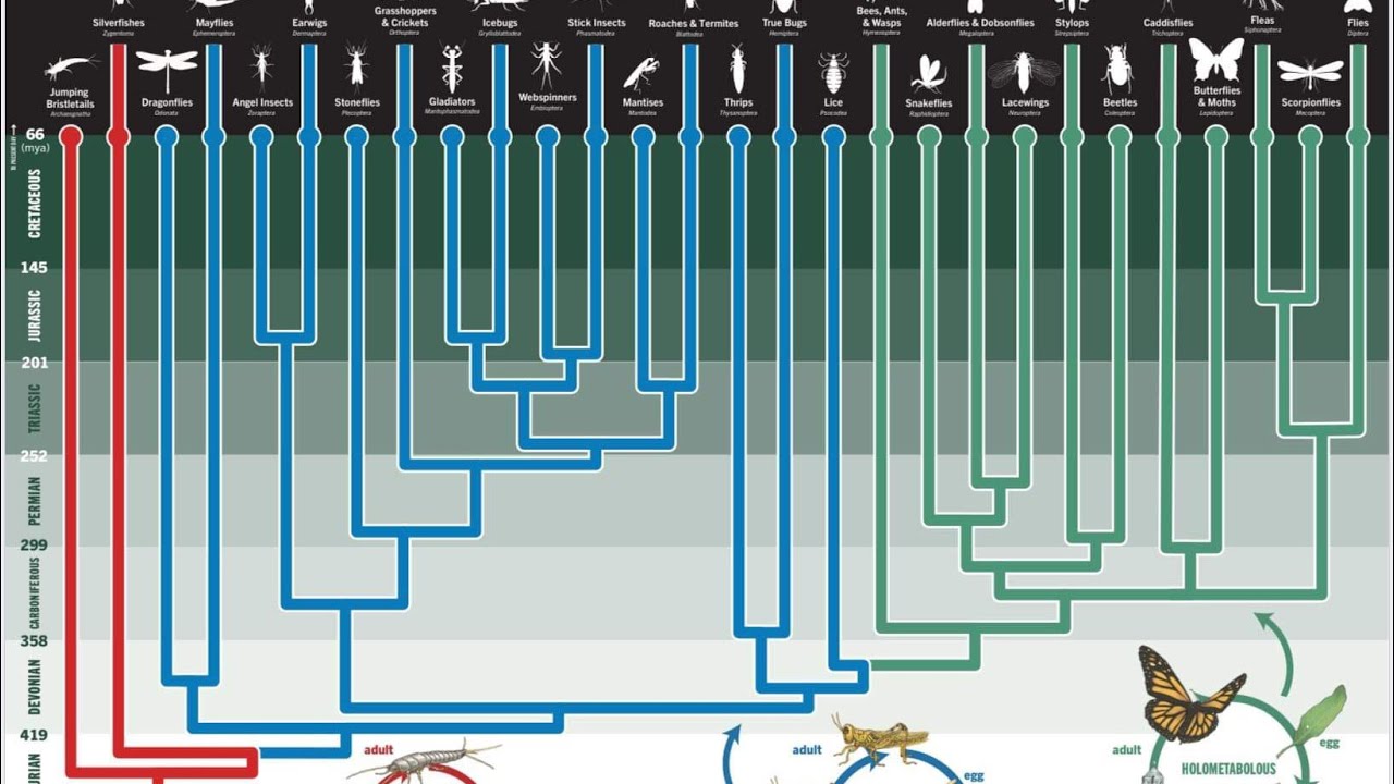 Hexapoda Taxonomy - Major Morphological Splits - Part 1 - YouTube