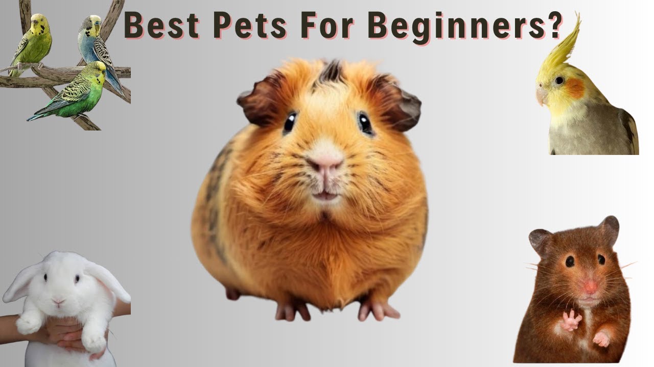 Best Pet for Beginners in India - YouTube