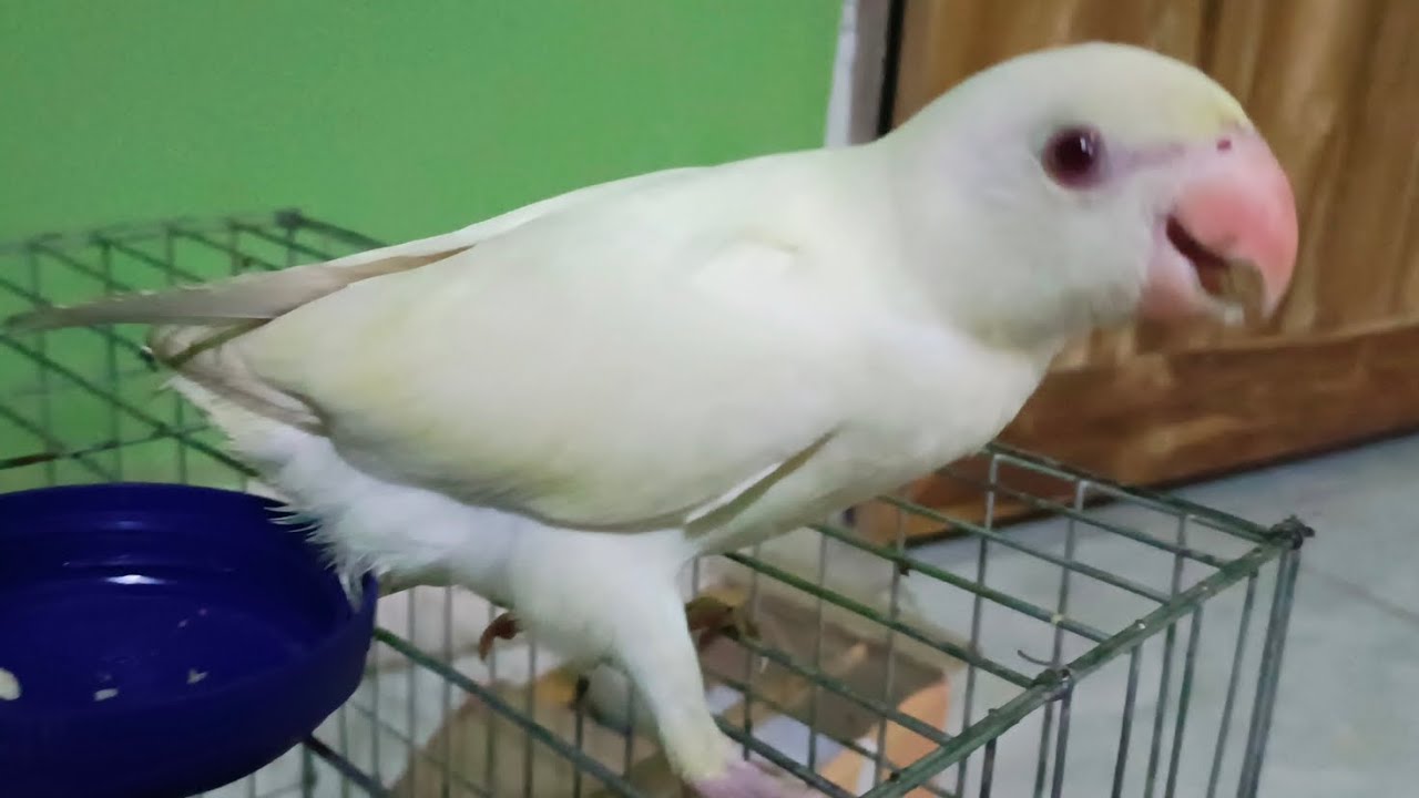 a beautiful white talking parrot is playing with me - YouTube