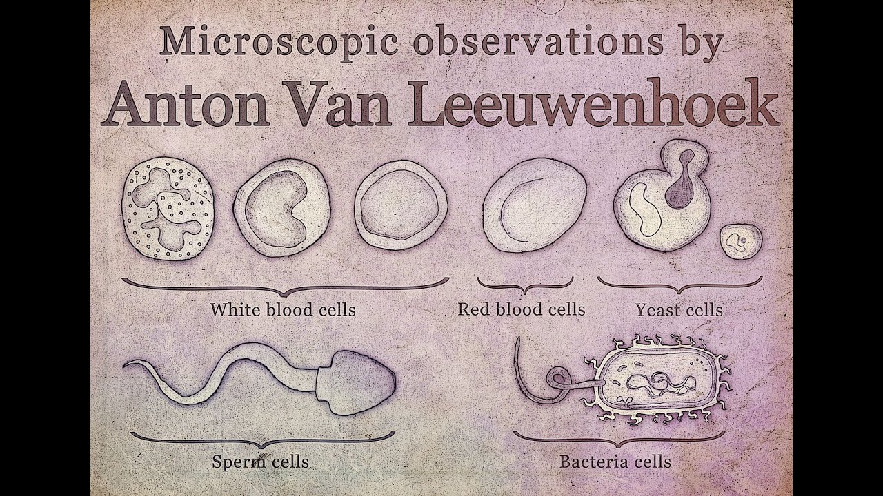 History of sperm discovery # discovery of role of sperm in ...