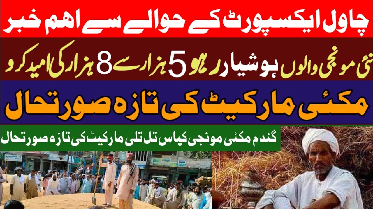 New munji wheat till cotton makki rates||munji 1509 ka rate galla mandi ...