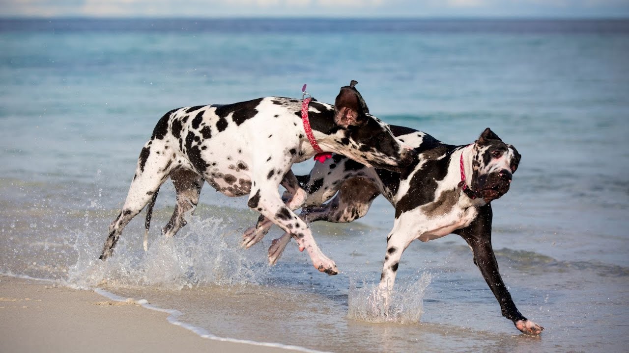 Great Dane Dental Care Brushing and Chewing - YouTube