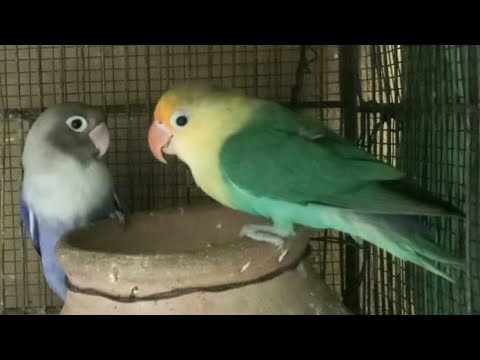 Blue fishri split ino female and Parblu split ino male pair | Subscribe ...