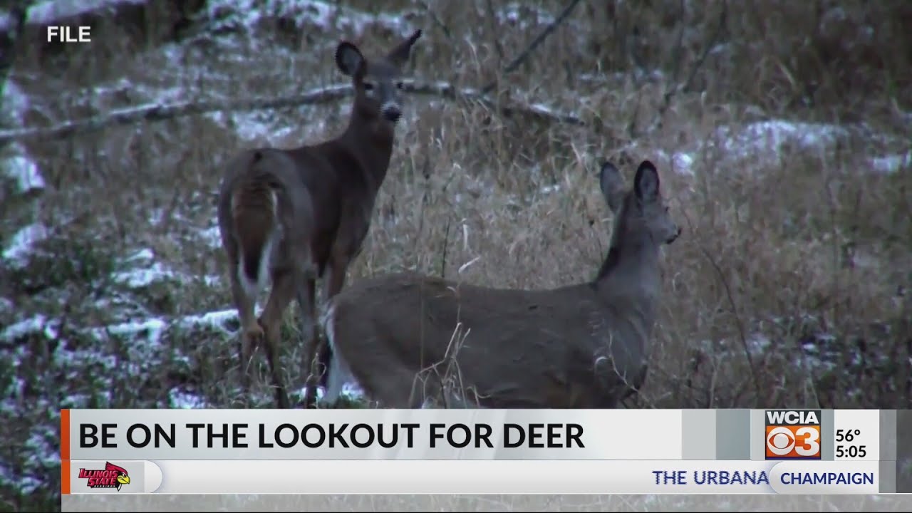 Don't veer for deer, IDOT and IDNR remind motorists - YouTube