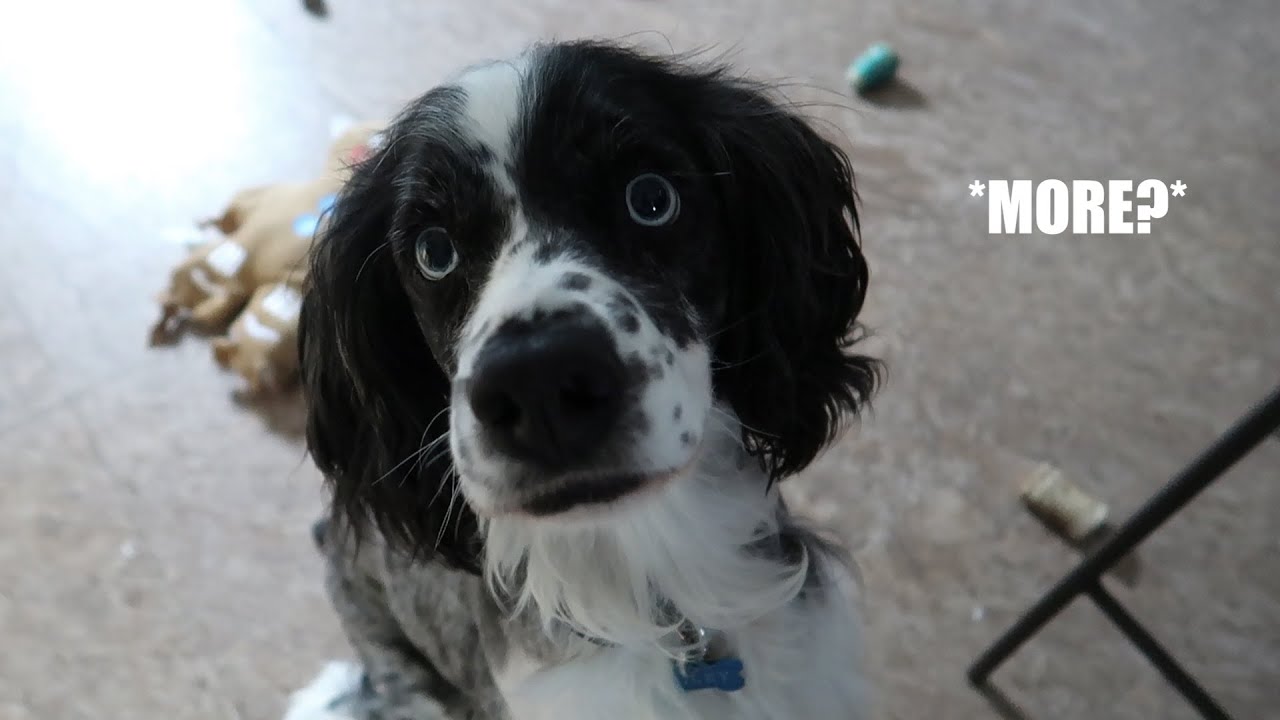 Blue Eyed Springer Spaniel Eating Steak - YouTube