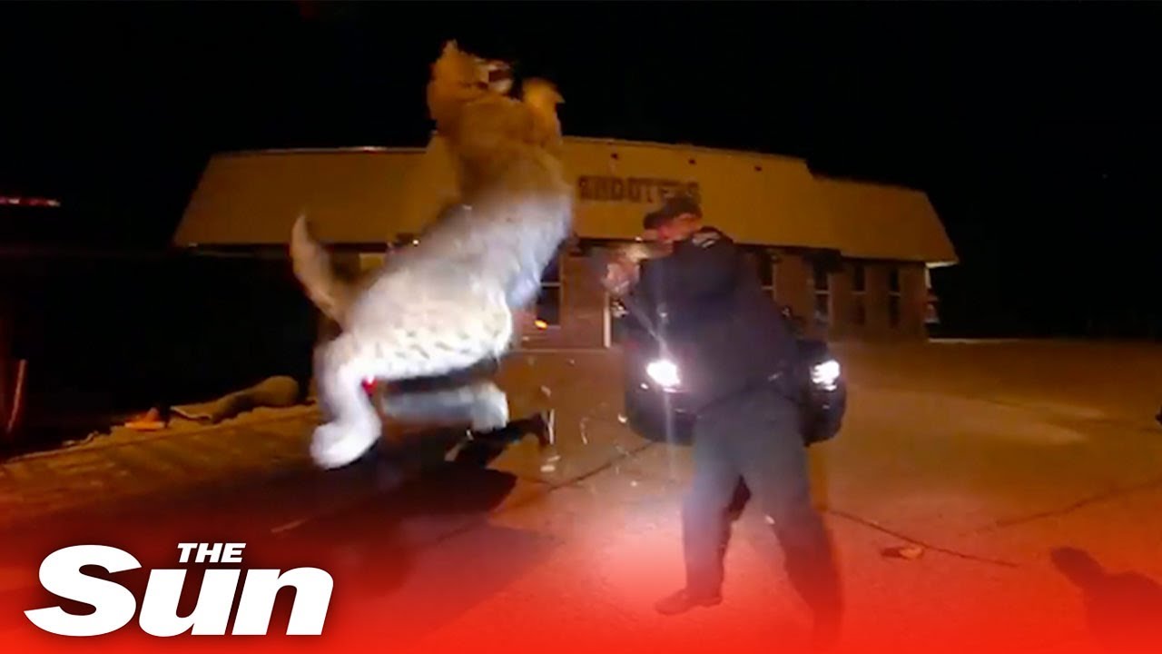 Ferocious Bobcat leaps at cops when pulled out from car grill in ...