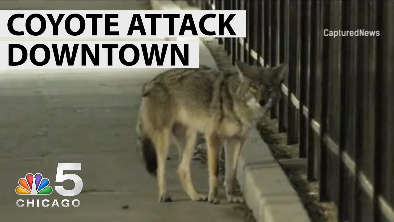 Second Coyote Attack in Chicago in 1 Day | NBC Chicago - YouTube