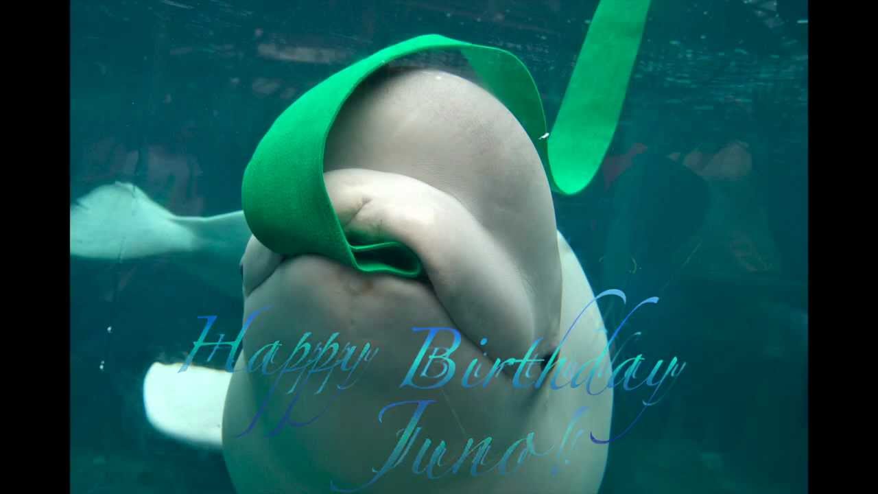 Happy Birthday Juno! - YouTube