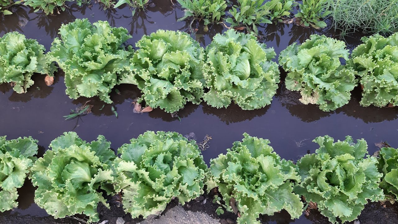 Irrigazione per allagamento ( lattuga iceberg, lattuga riccia ) - YouTube