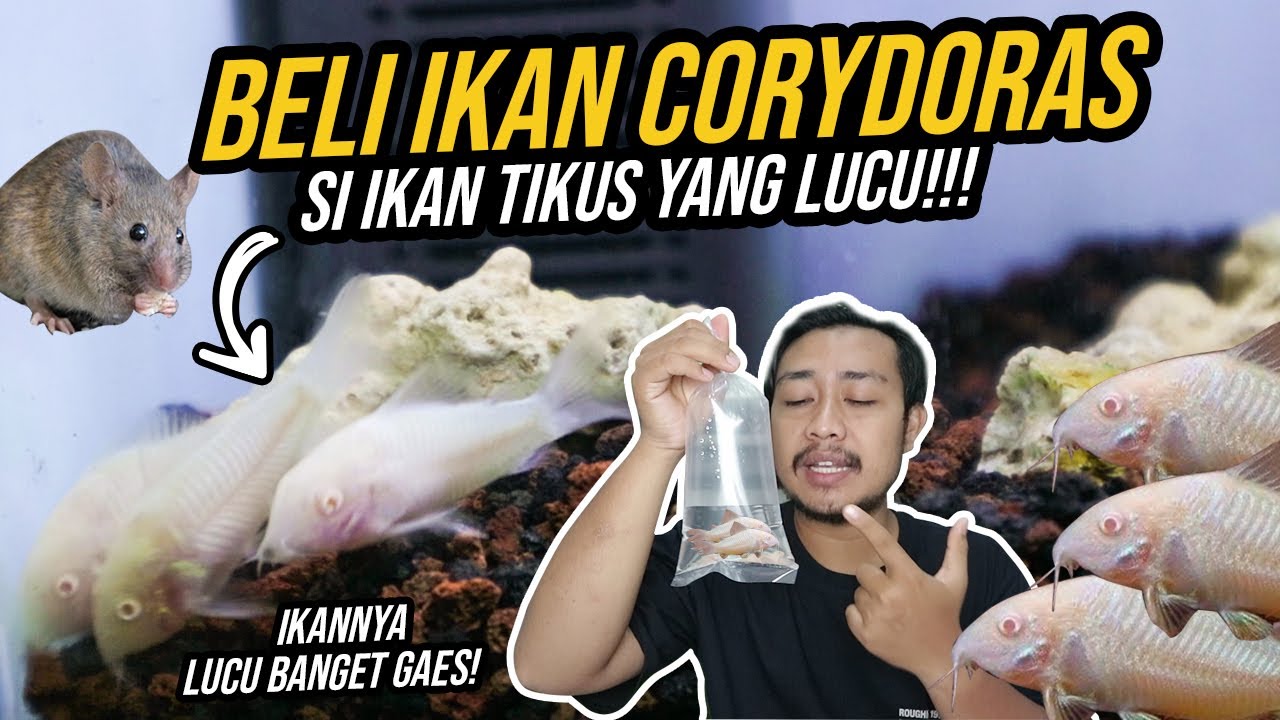BELI IKAN CORYDORAS ALBINO | MIRIP BANGET TIKUS?! - YouTube