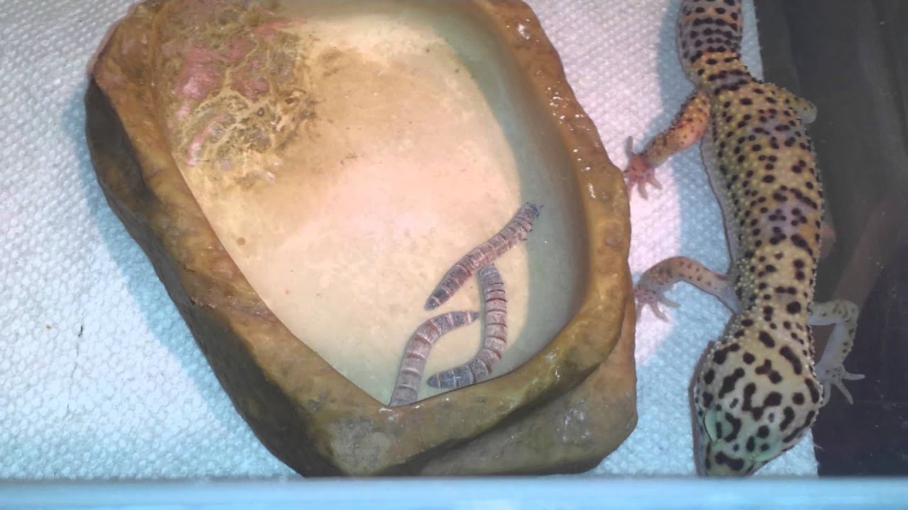 My leopard gecko eating super worms - YouTube