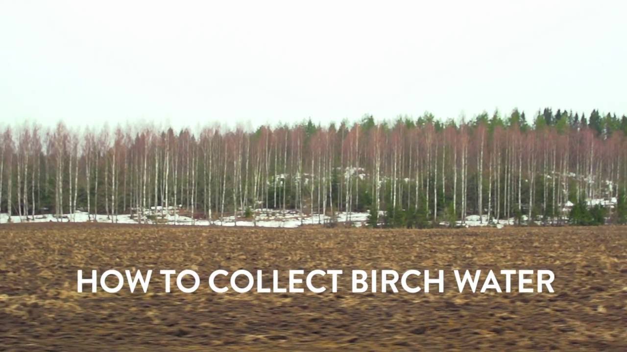 Tapped - How to collect birch water - YouTube