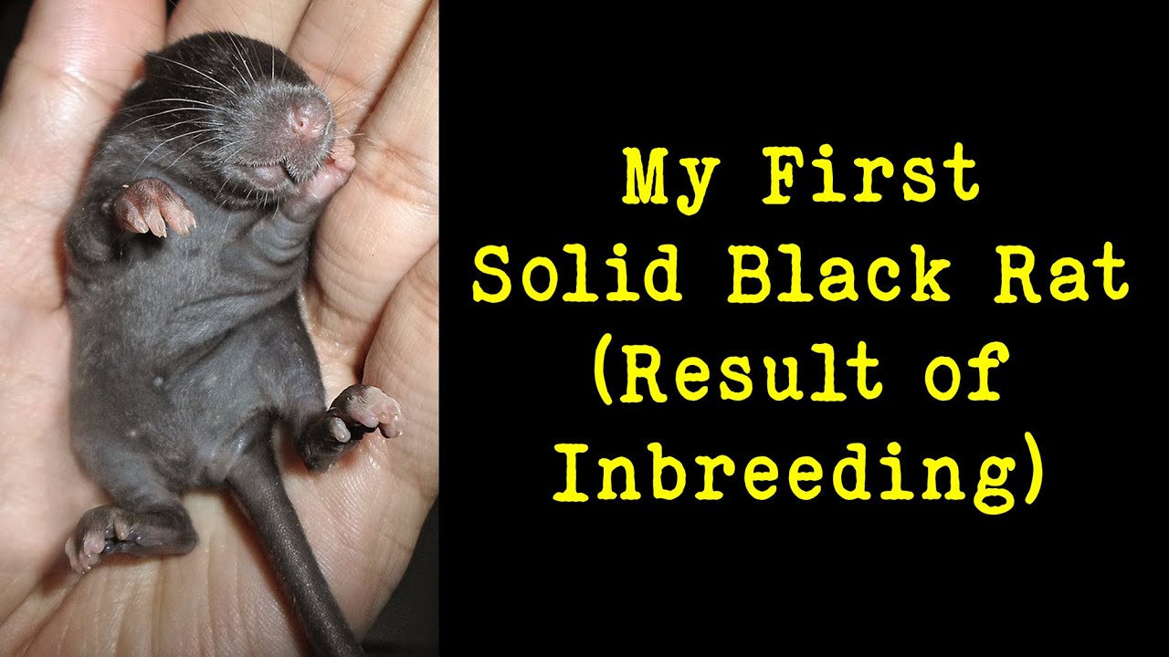 My First Ever Solid-Black Rat (Result of Inbreeding) - YouTube