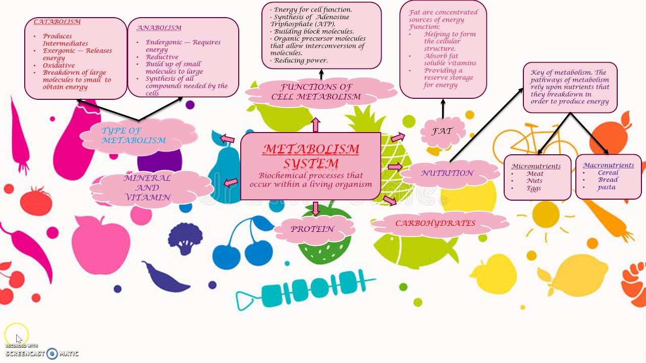 metabolism system group 2 - YouTube