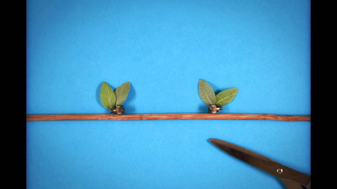 Flies (A Stop-Motion Animation) - YouTube