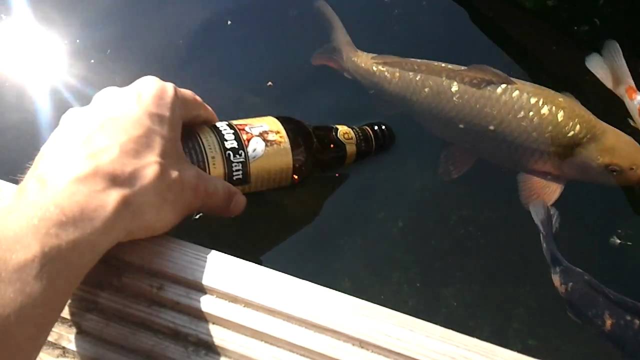 Koi drinking beer ! - YouTube