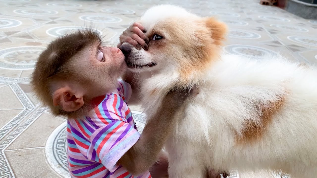 Monkey Puka meets old friends again after a long time - YouTube