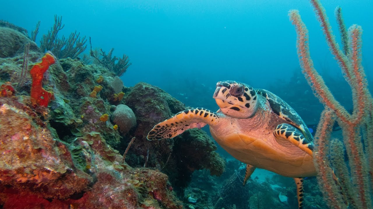 Like Da Fish Takes On Anthony's Key-2024 Roatan Dive Trip - YouTube