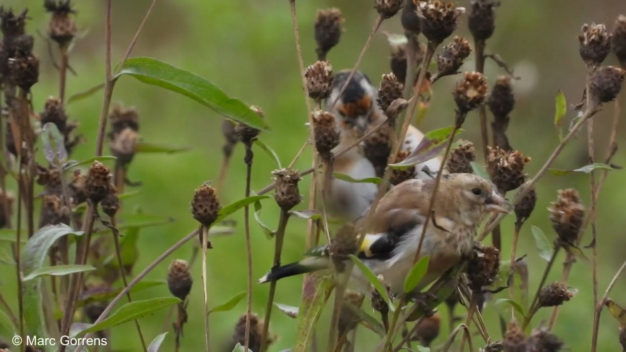 Distelvinken in het Zevenbergenbos te Ranst 4 okt 2020 - YouTube