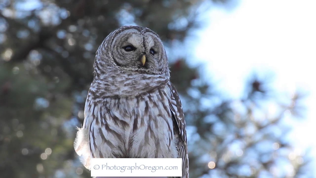 Barred Owl In Bend Oregon - YouTube
