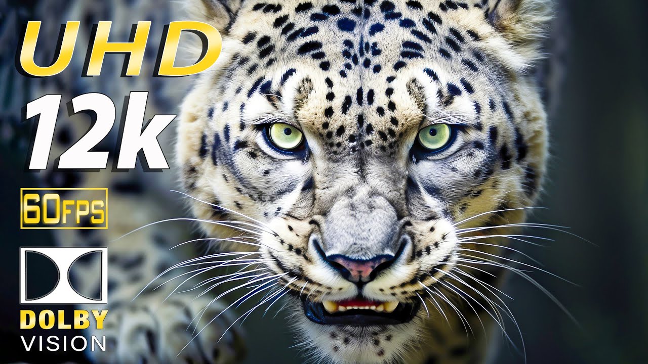 EUROPE ANIMALS 12K ULTRA HD | The Stunning Spectacle of Animals 12K TV ...