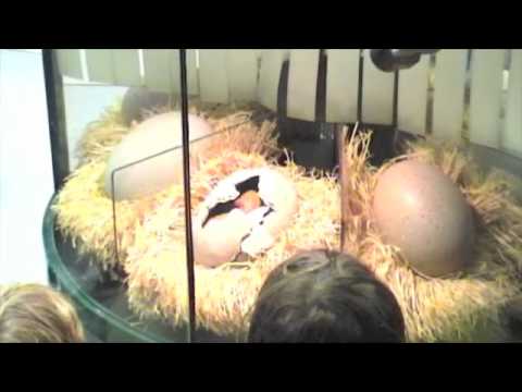 Birth of a dinosaur / Jurassic Park Universal Florida - YouTube