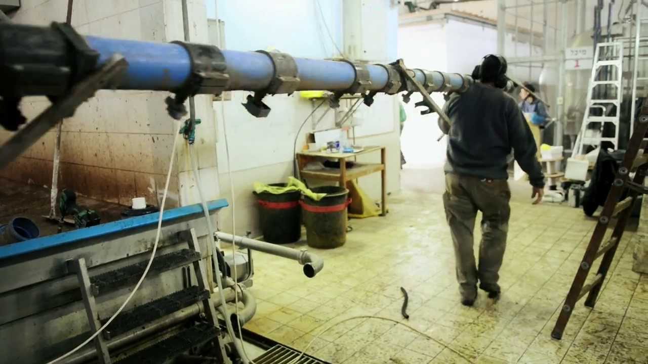 SCR Make every cow count - YouTube