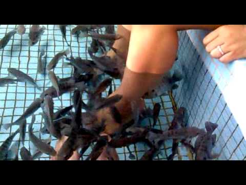 Doctor Fish Biting Feet in Ocean Park - YouTube
