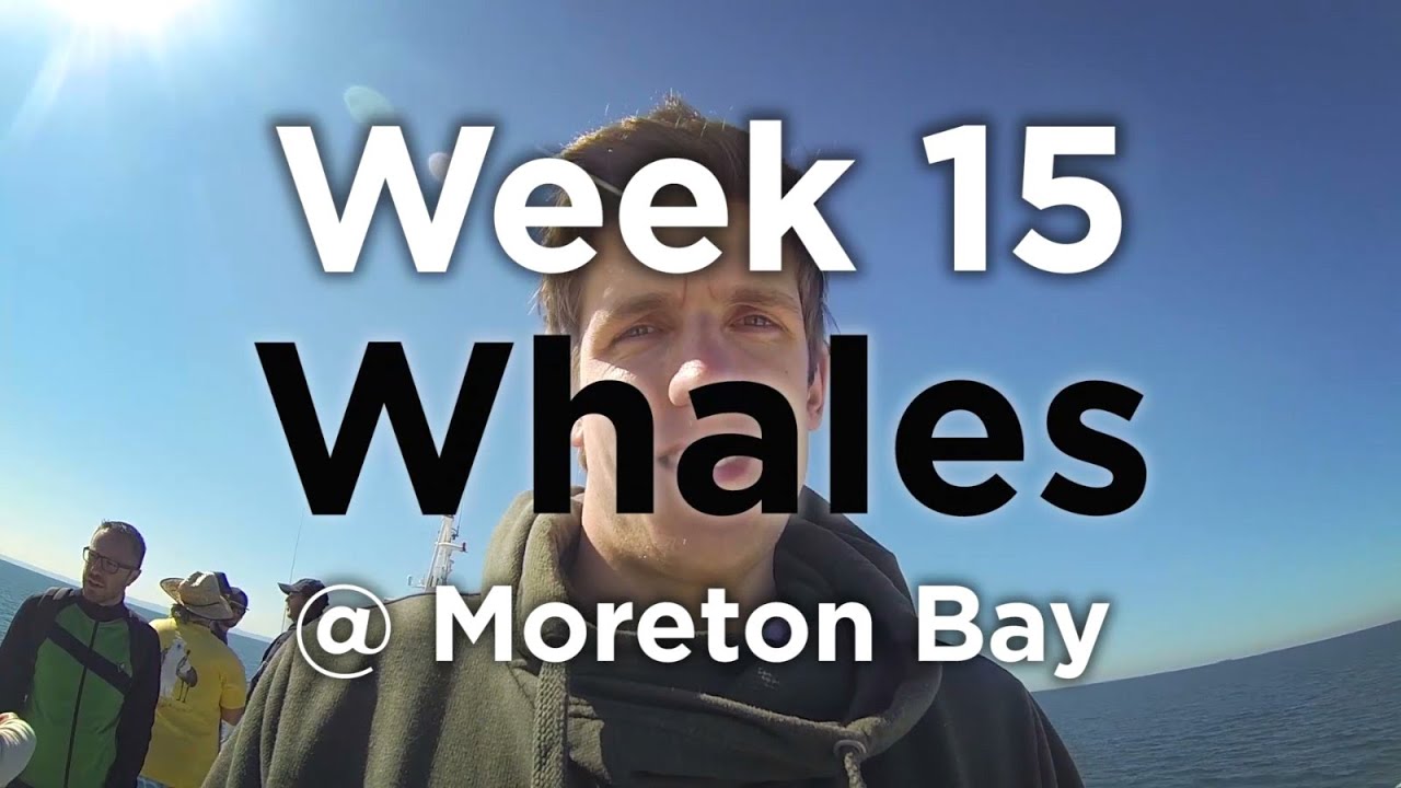 Aussie - Week 15 - YouTube