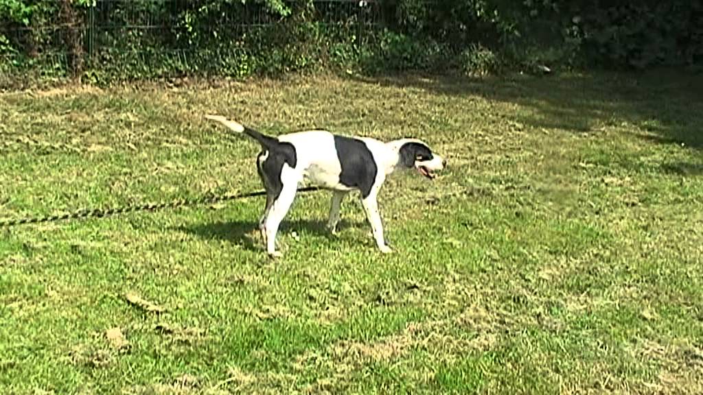 GAZOU MALE RATIER NOIR ET BLANC* 1 AN 1/2* REFUGE DU 62 - YouTube