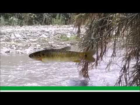 Peces del río Chillón - Charcoca - YouTube